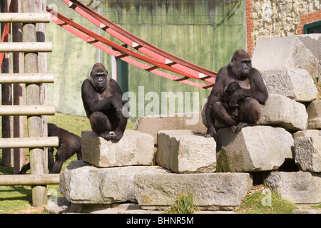 Gorillas in the gorilla enclosure (Gorilla Forest) in the San Diego Zoo ...