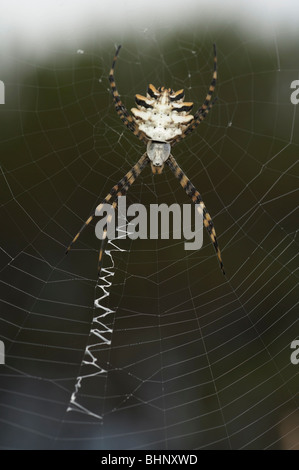 zoology / animals, arachnid, spiders, Argiope lobata, at green leaves ...