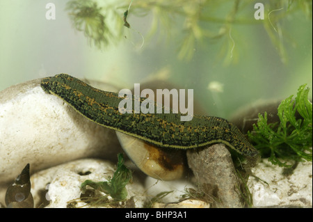 Medicinal leech (Hirudo medicinalis) feeding on human, UK Stock Photo ...