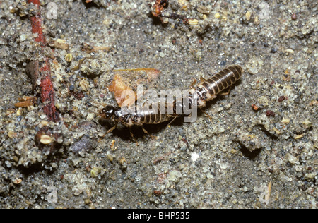 Termite (Odontotermes cf. obesus) female calling for a male by flapping ...