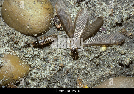 Termites (Odontotermes cf. obesus) female chased by male in tandem run ...