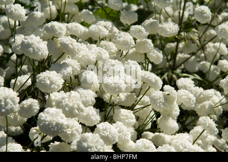 Chrysanthemum (Tanacetum parthenium) Rowallane growing in a sunny ...