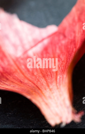 Vertical close-up of orange-brown male pollen cones on a pine branch ...