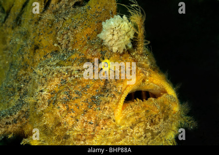 Shaggy frogfish or Hispid frogfish (Antennarius hispidus), Great ...