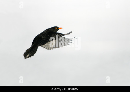 Blackbird in flight Stock Photo - Alamy