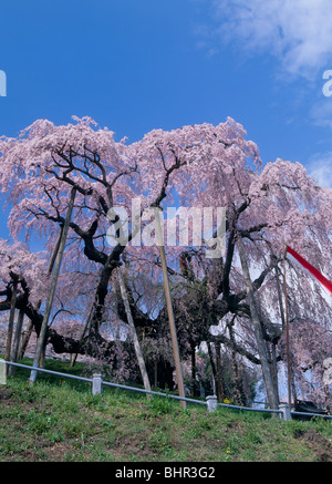 The Miharu-Takizakura cherry tree is in full bloom in Miharu Town ...