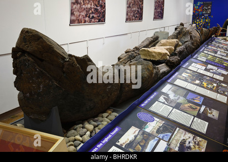 A prehistoric wooden boat known as 'The Hanson Log Boat' in Derby ...