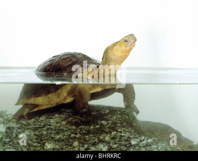 yellow-margined box turtle / Cuora flavomarginata Stock Photo - Alamy