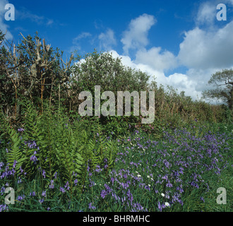Devon hedgerow,Devon bank,fern Stock Photo - Alamy