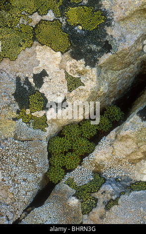 Red crowberry or Diddle-dee (Empetrum rubrum), Falkland Islands, South ...
