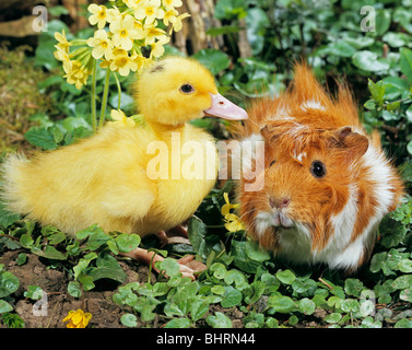 animal friendship : guinea pig , duckling and dwarf rabbit Stock Photo ...