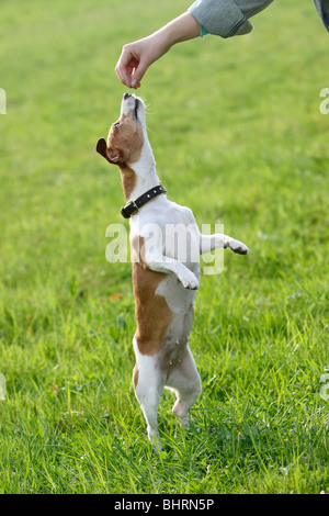 Jack Russell Terrier - begging Stock Photo - Alamy