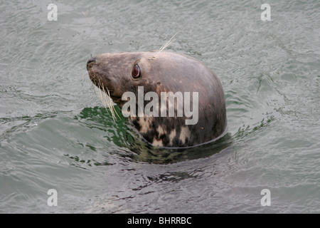 Atlantic Grey Seal in Chatham Harbor, Cape Cod, Massachusetts Stock ...