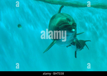 BOTTLENOSE DOLPHIN CALF AND MOTHER, NURSING Stock Photo - Alamy