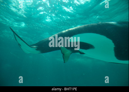 ORCA, KILLER WHALE, GIVING BIRTH Stock Photo - Alamy