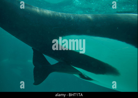 ORCA, KILLER WHALE, GIVING BIRTH Stock Photo - Alamy