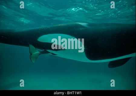 ORCA, KILLER WHALE, GIVING BIRTH Stock Photo - Alamy