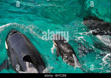 ORCA, KILLER WHALE FAMILY, BREATHING Stock Photo - Alamy