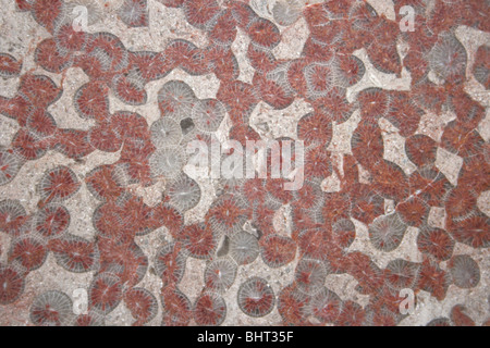Rugose Coral Lithostrotion sp Stock Photo - Alamy