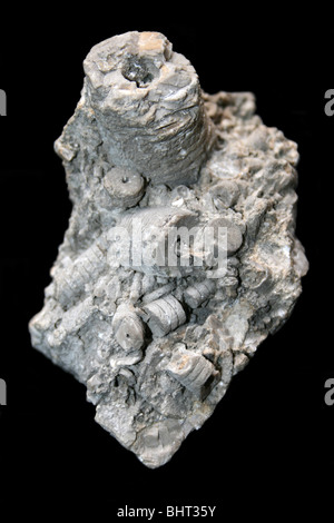 Crinoid Fossils Sea Lily Stock Photo - Alamy