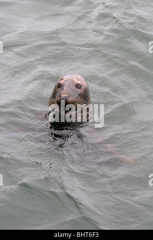 Atlantic Grey Seal in Chatham Harbor, Cape Cod, Massachusetts Stock ...