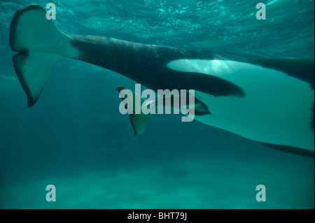 ORCA, KILLER WHALE, GIVING BIRTH Stock Photo - Alamy