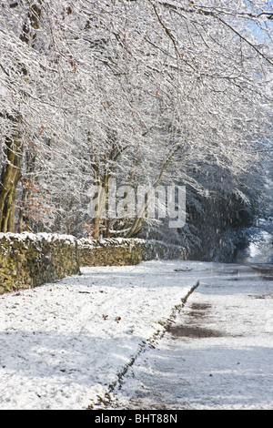 snow falling from trees in winter forest landscape Stock Photo - Alamy