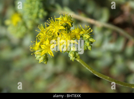 Silver Sedum, Sedum treleasei, Crassulaceae, Central Mexico Stock Photo ...