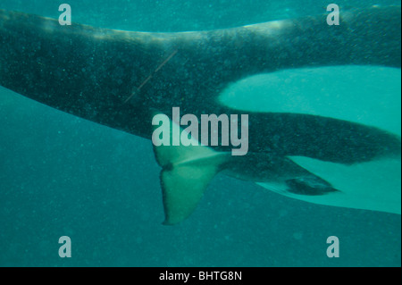ORCA, KILLER WHALE, GIVING BIRTH Stock Photo - Alamy