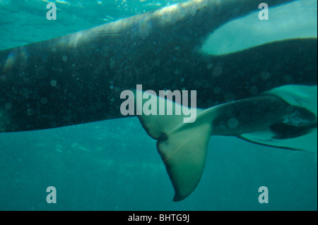 ORCA, KILLER WHALE, GIVING BIRTH Stock Photo - Alamy