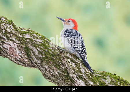 Red-Bellied Woodpecker on the bird feeder Stock Photo - Alamy