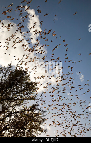 Mexican Freetail bats Tadarida brasiliensis in flight emerging from ...