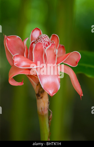 Red torch ginger, Costa Rica Stock Photo - Alamy