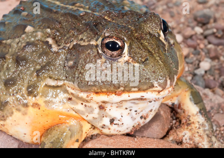 African bullfrog, Pyxicephalus adspersus, aggressive amphibian native ...