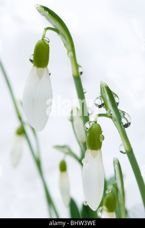Snowdrops in snow Stock Photo - Alamy