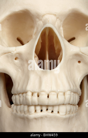 Close-up of a skull bone Stock Photo - Alamy