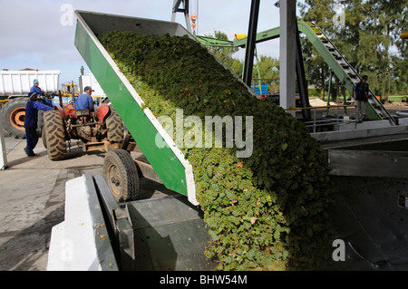 Freshly harvested Chenin grapes are tipped from trailer to receiving ...