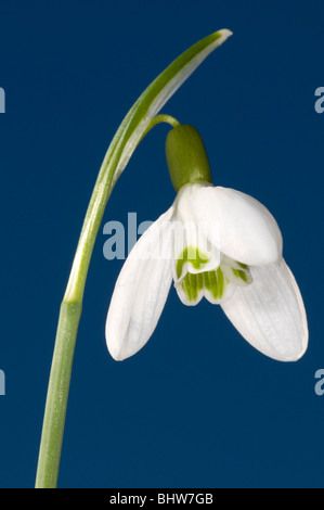 A single snowdrop against a blue Spring sky Stock Photo - Alamy