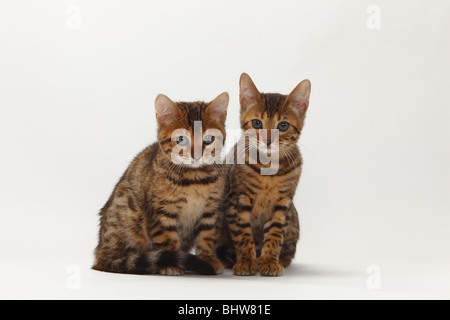 Bengal cats, kittens, 11 weeks Stock Photo - Alamy