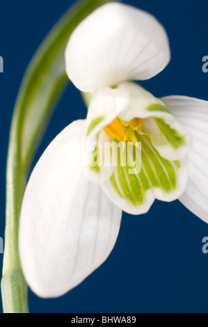 A single snowdrop against a clear blue spring sky Stock Photo - Alamy