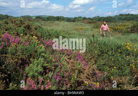 Goss Moor National Nature Reserve Cornwall England Stock Photo - Alamy
