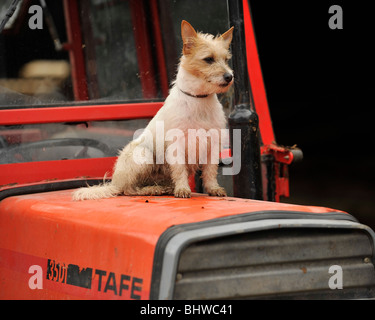 Jack Russell Terrier on Farm Tractor Stock Photo: 11968465 - Alamy