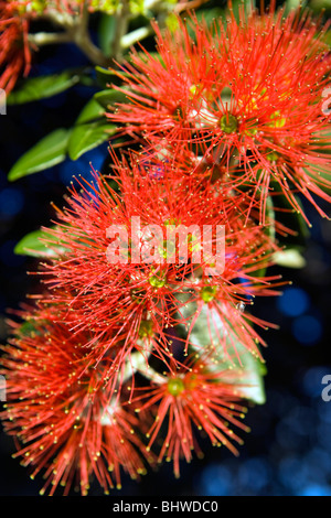 New Zealand Auckland Pohutukawa flower tree or Christmas tree ...