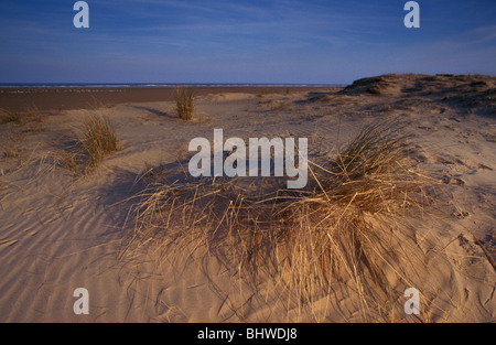 Sand Dunes and beach at Saltfleetby Theddlethorpe National Nature ...