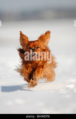 Cavalier King Charles Spaniel, ruby, vacuum cleaner Stock Photo - Alamy