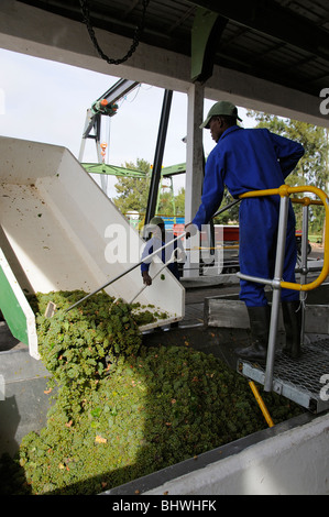 Freshly harvested Chenin grapes are tipped from trailer to receiving ...