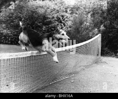 Old soldier "Rats" the dog who leapt to fame in Northern Ireland when ...