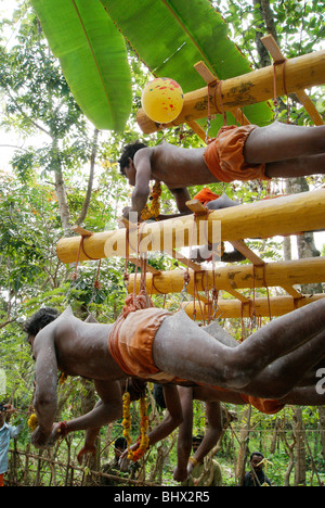 parava kavadi; a hindu ritual from lord murugan temple,tamil nadu,india ...