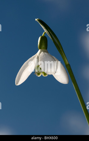 A single snowdrop against a clear blue spring sky Stock Photo - Alamy