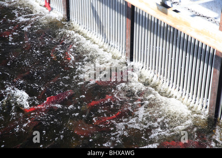 Salmon counting fence, Babine River, British Columbia Stock Photo - Alamy